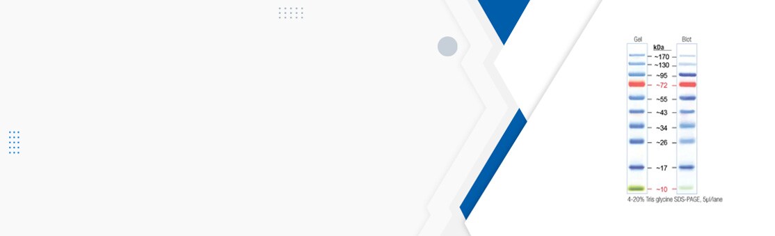 Protein Molecular Weight Markers | Fisher Scientific