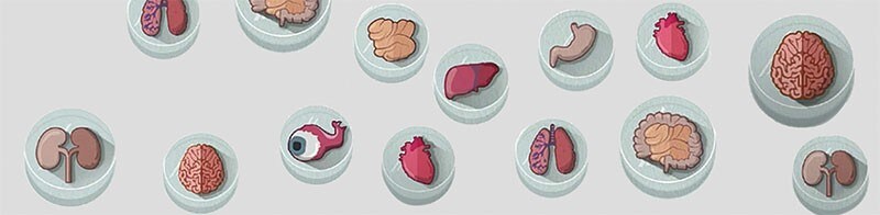 Growing Replacement Organs in a Culture Dish